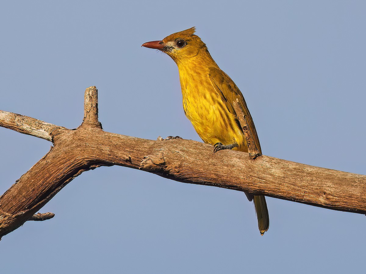 White-lored Oriole - Oriolus albiloris - Birds of the World