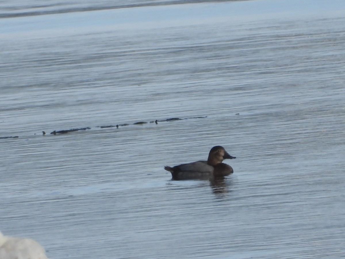 eBird Checklist - 8 Nov 2025 - Sada--Ría de Betanzos - 3 species