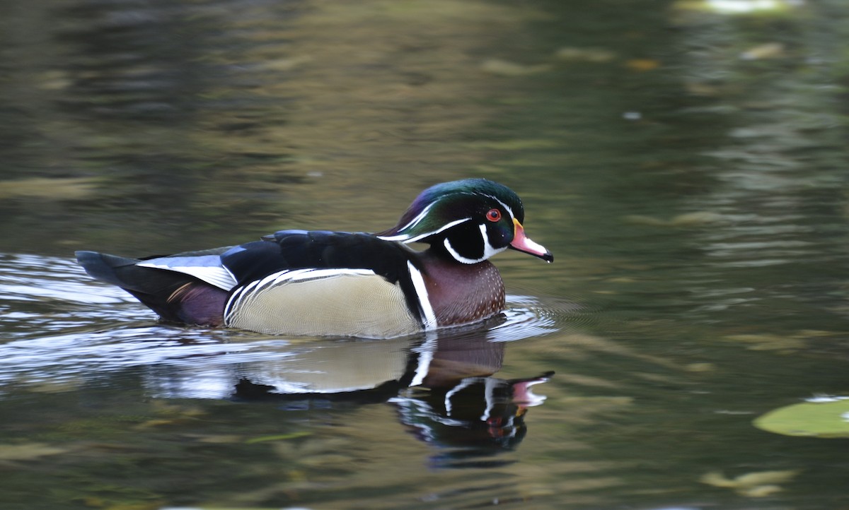 eBird Checklist - 8 Nov 2025 - Jardin botanique de Montréal (accès ...