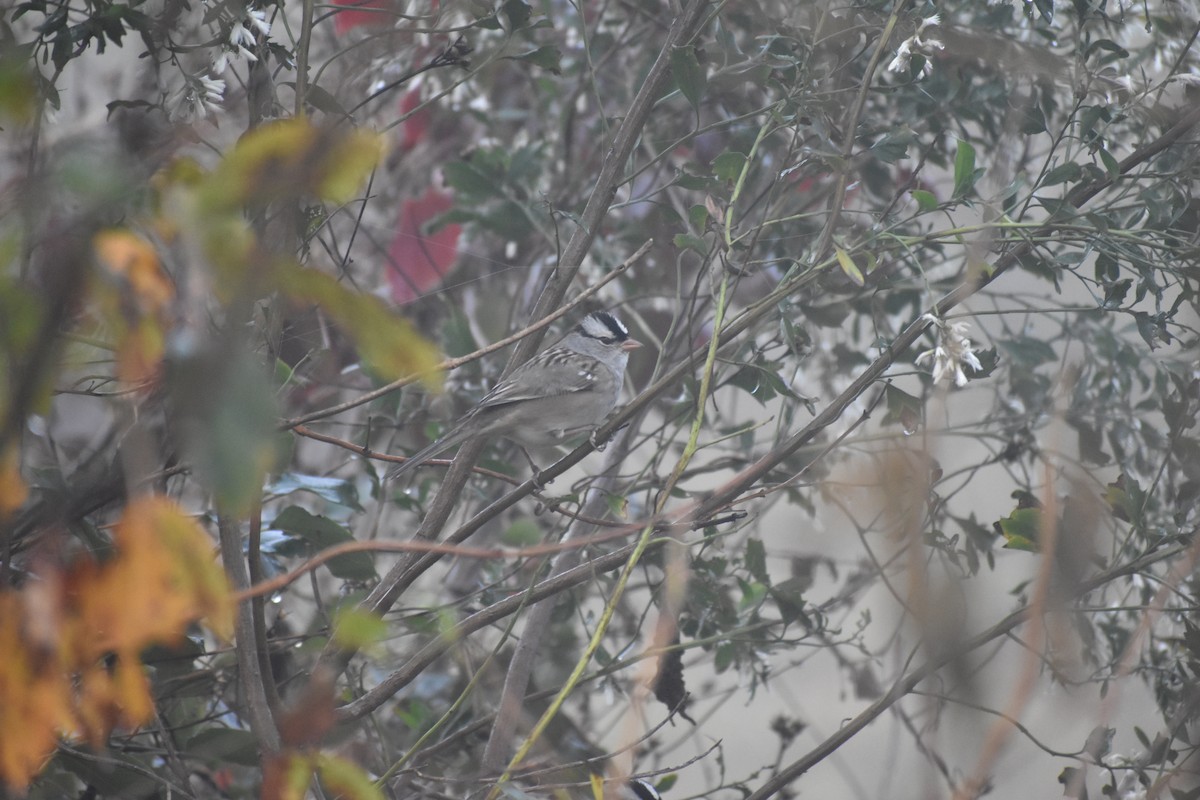 eBird Checklist - 8 Nov 2025 - Athens-Clarke Co. Landfill - 15 species