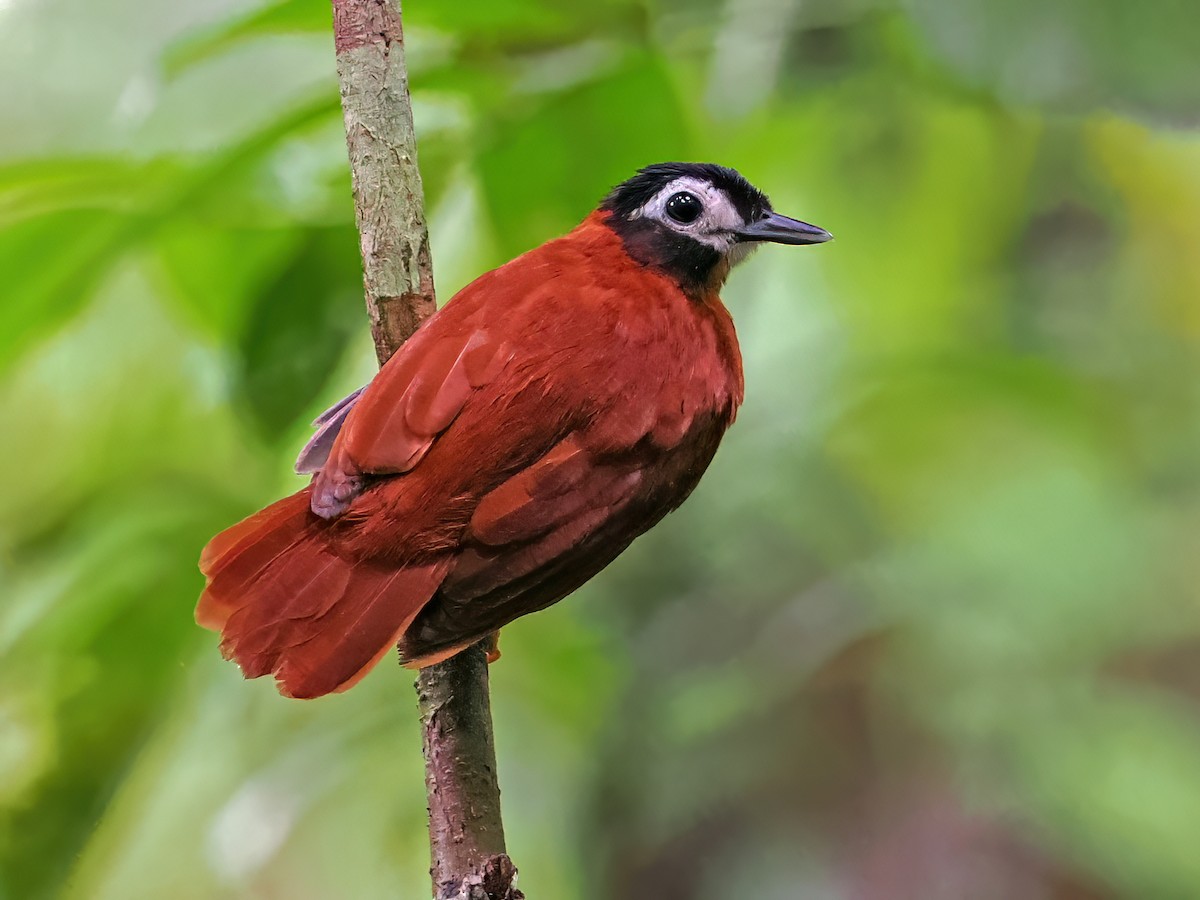 White-masked Antbird - Pithys castaneus - Birds of the World