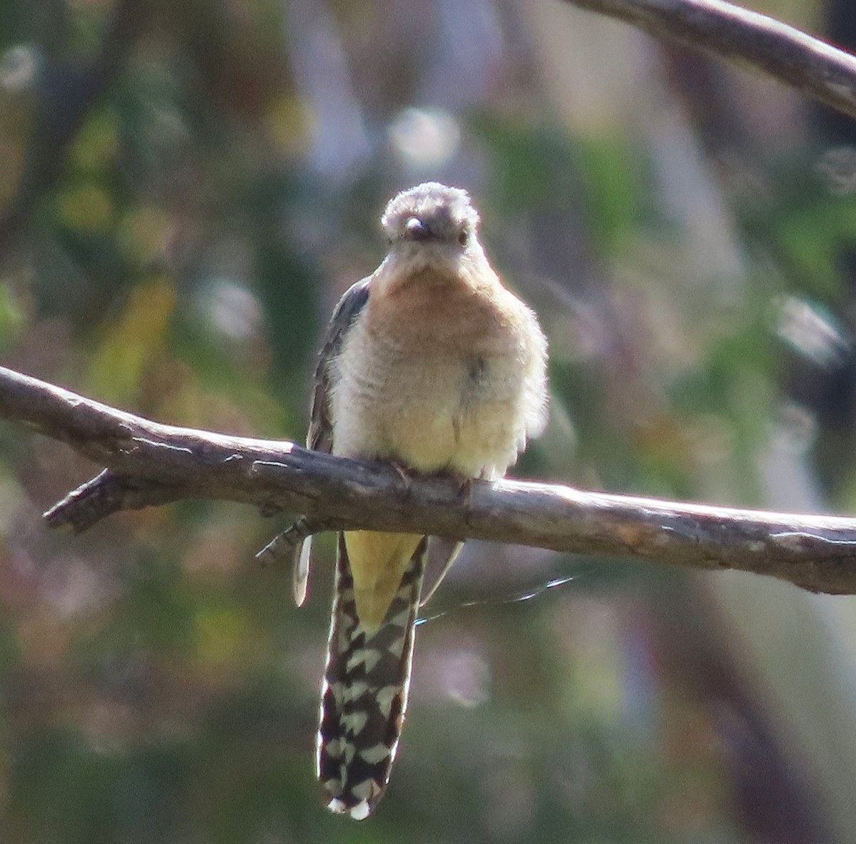 eBird Checklist - 9 Nov 2025 - Namadgi National Park--Yankee Hat car ...