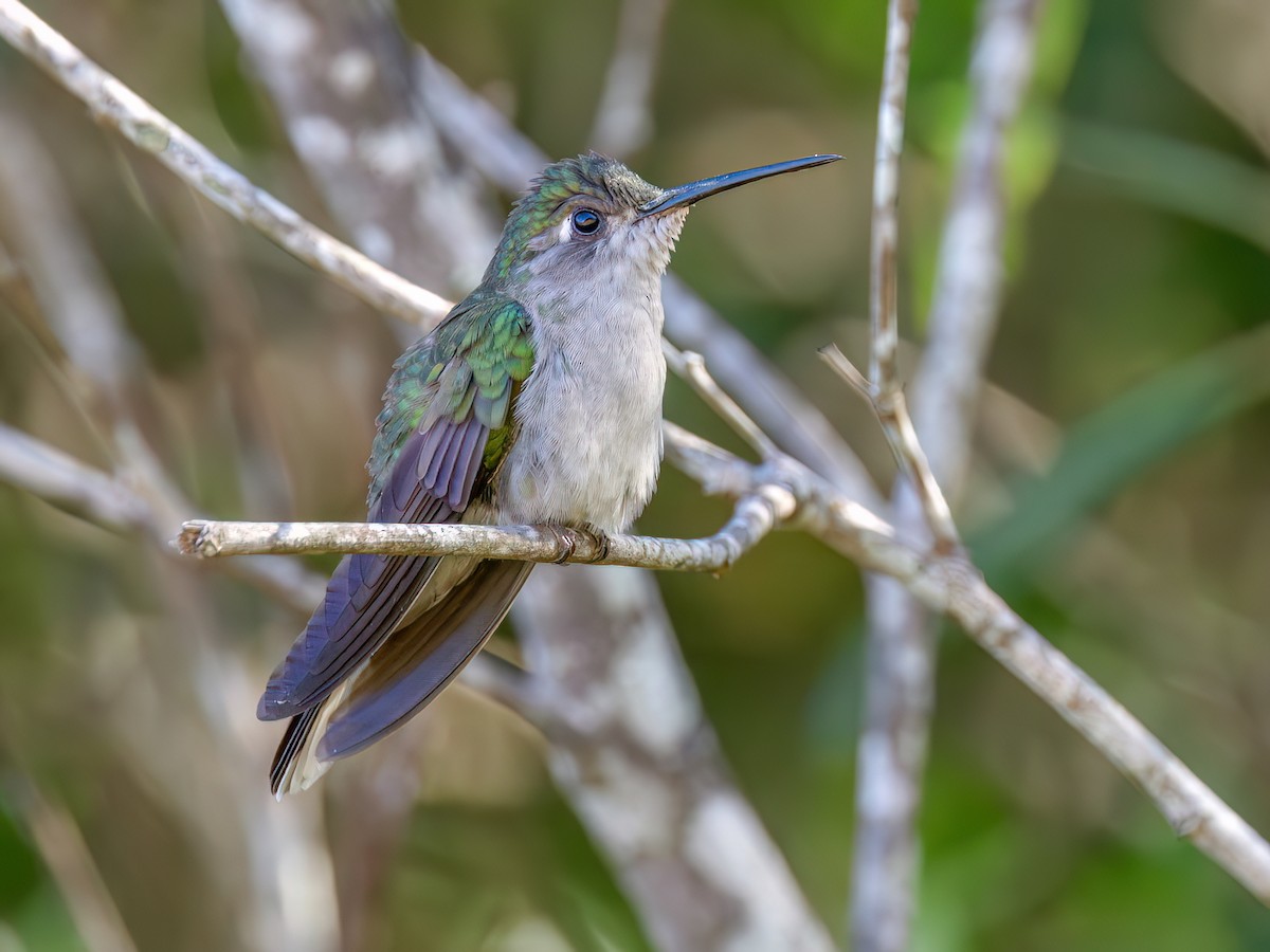 Diamantina Sabrewing - Campylopterus diamantinensis - Birds of the World