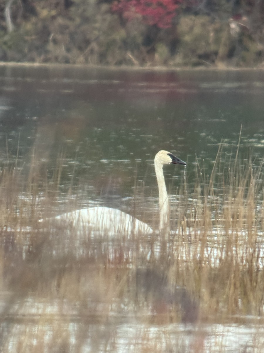 eBird Checklist - 9 Nov 2025 - Lower Range Pond, Poland Spring - 14 species