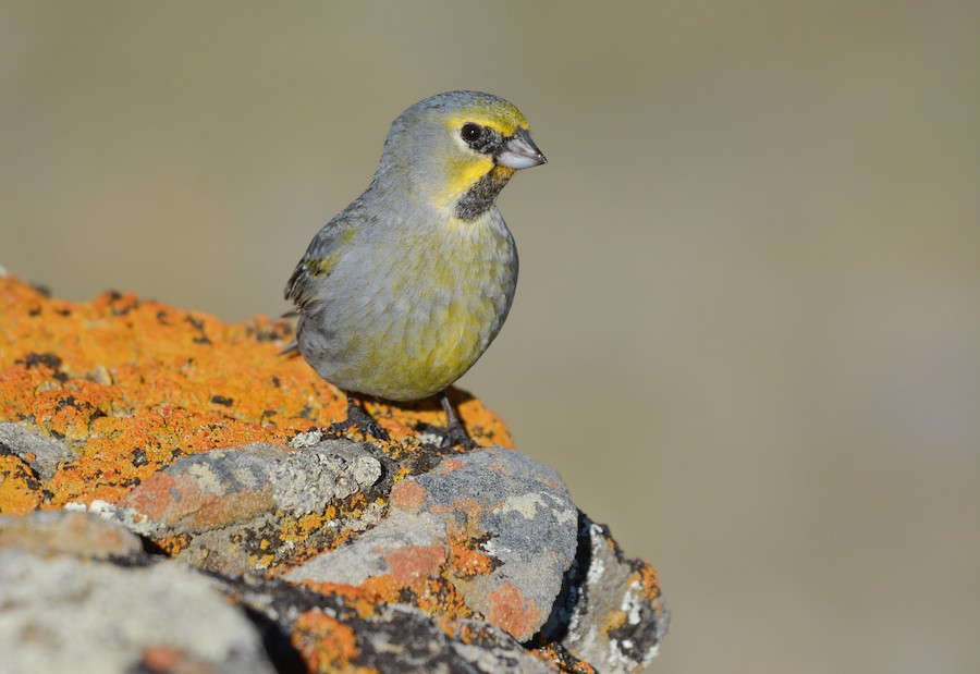 Yellow-bridled Finch (White-tailed) - eBird