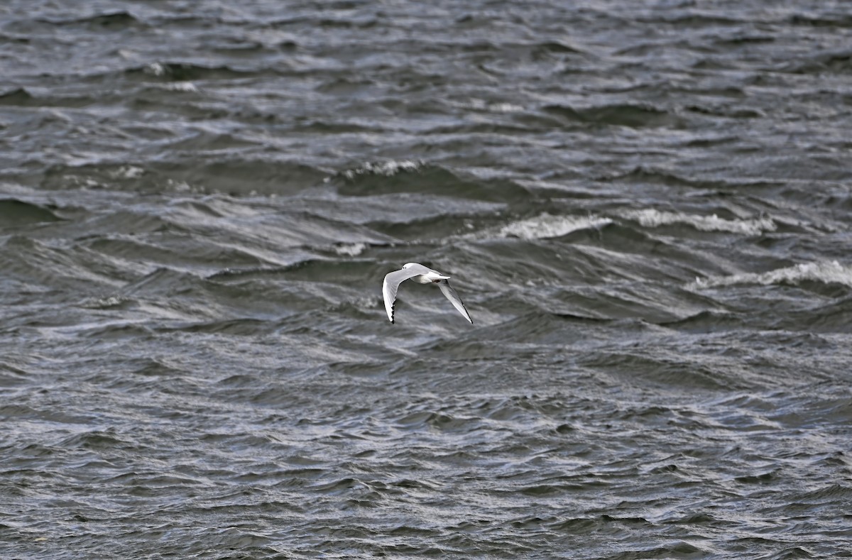 eBird Checklist - 8 Nov 2025 - Fort Chambly - 12 species