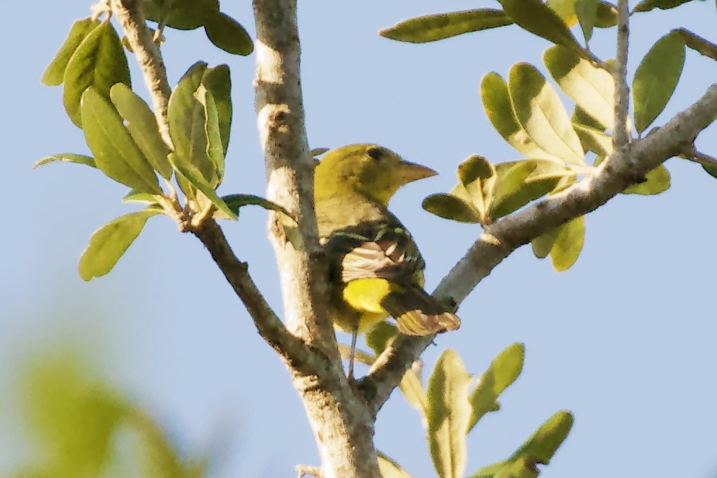 ML644955651 - Western Tanager - Macaulay Library