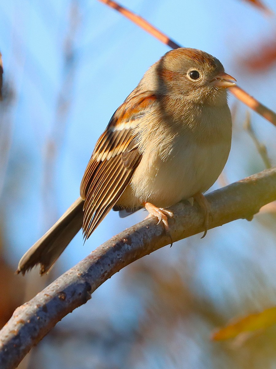 eBird Checklist - 8 Nov 2025 - Bono Lake - 50 species