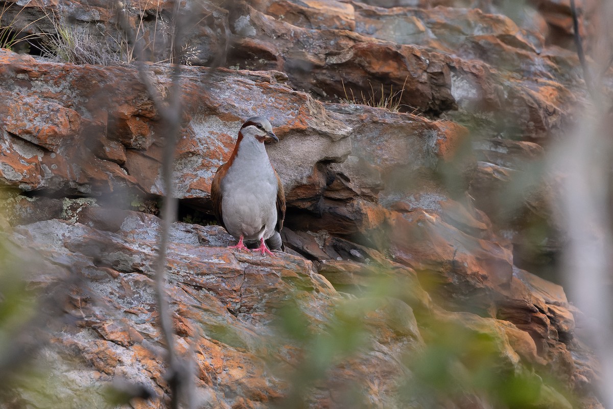 eBird Checklist - 10 Nov 2025 - Stirling Range National Park--Mount ...