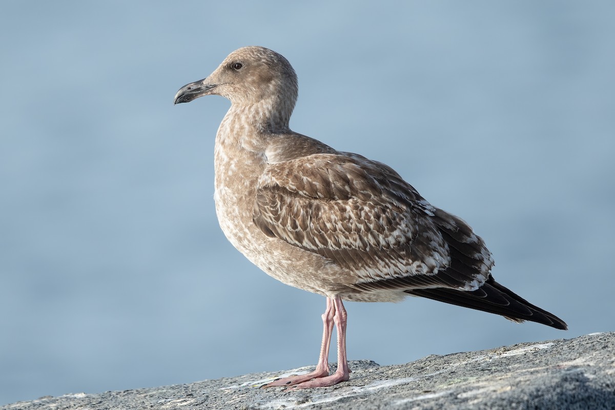 ML644972446 - Western Gull - Macaulay Library