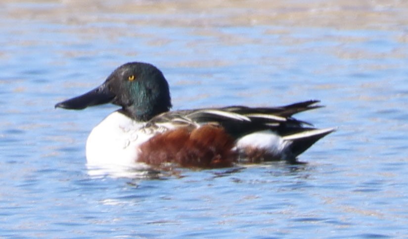 eBird Checklist - 9 Nov 2025 - Desert Center--Lake Tamarisk - 26 species