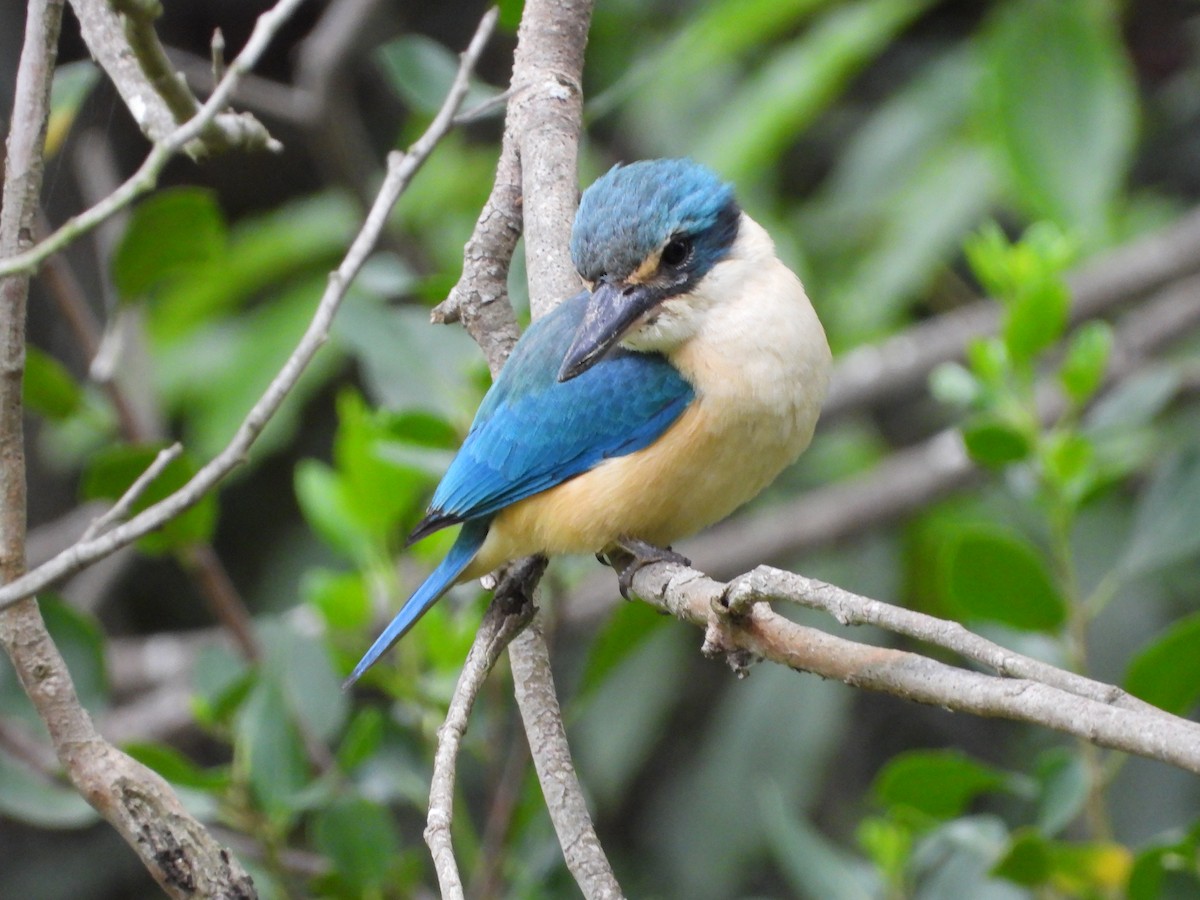 eBird Checklist - 4 Nov 2025 - Eastern Park--Adams Court - 16 species