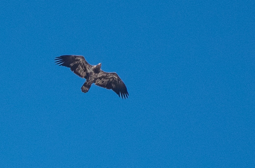 eBird Checklist - 6 Nov 2025 - Crist Farm Walking Trails - 22 species