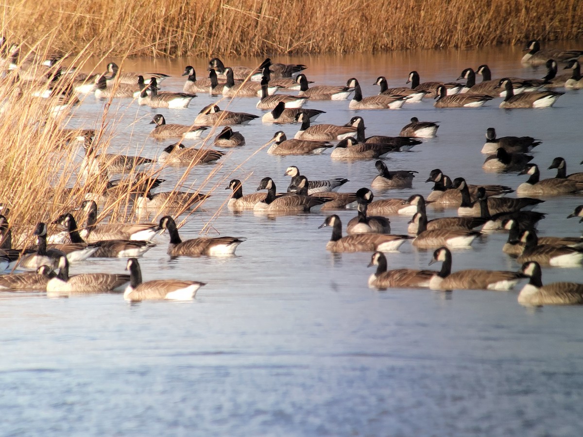 eBird Checklist - 10 Nov 2025 - Bombay Hook NWR--Leatherberry Flats - 1 ...