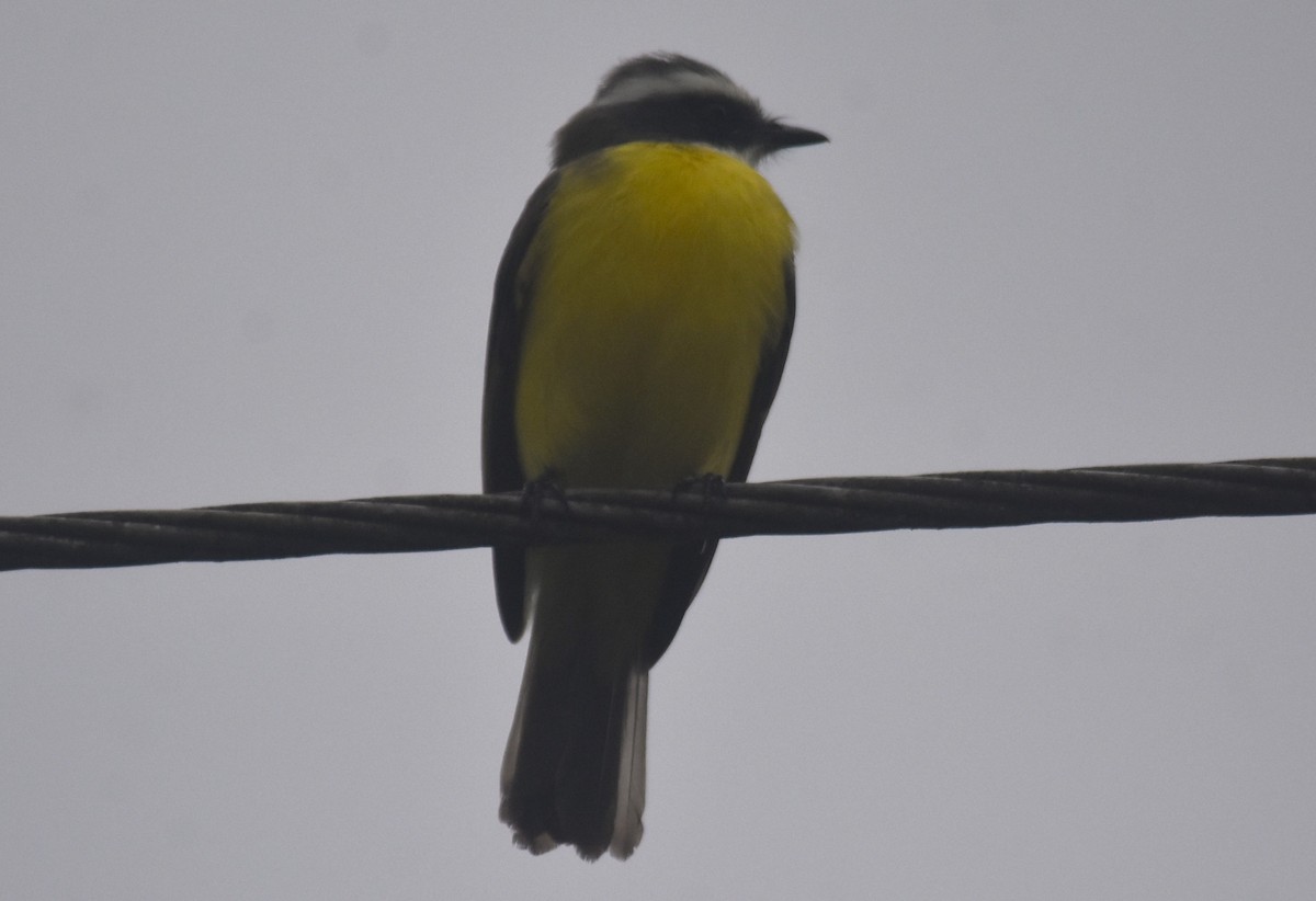 eBird Checklist - 10 Nov 2025 - My House - 13 species