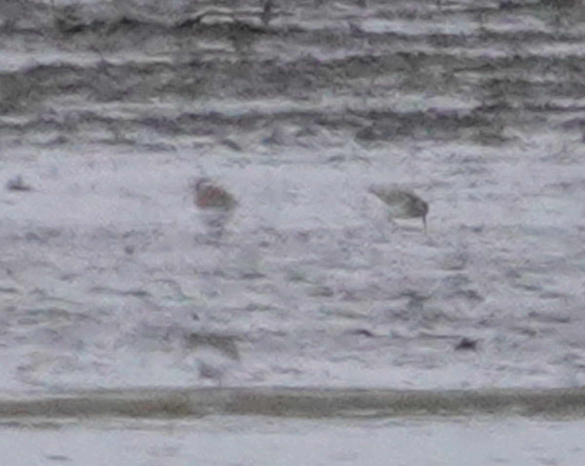 ML645020208 - Pectoral Sandpiper - Macaulay Library