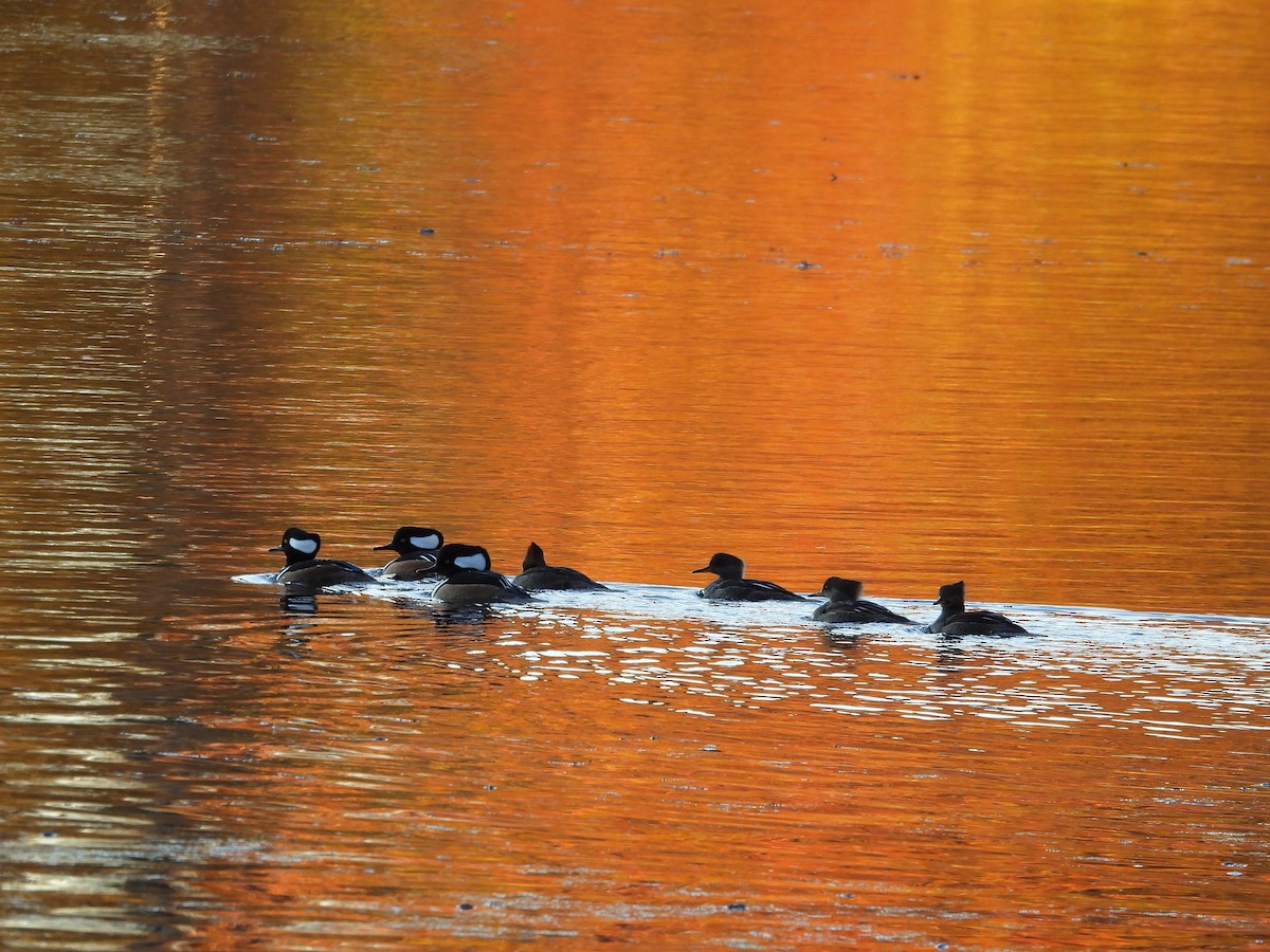 eBird Checklist - 11 Nov 2025 - Stumpy Lake Natural Area - 10 species