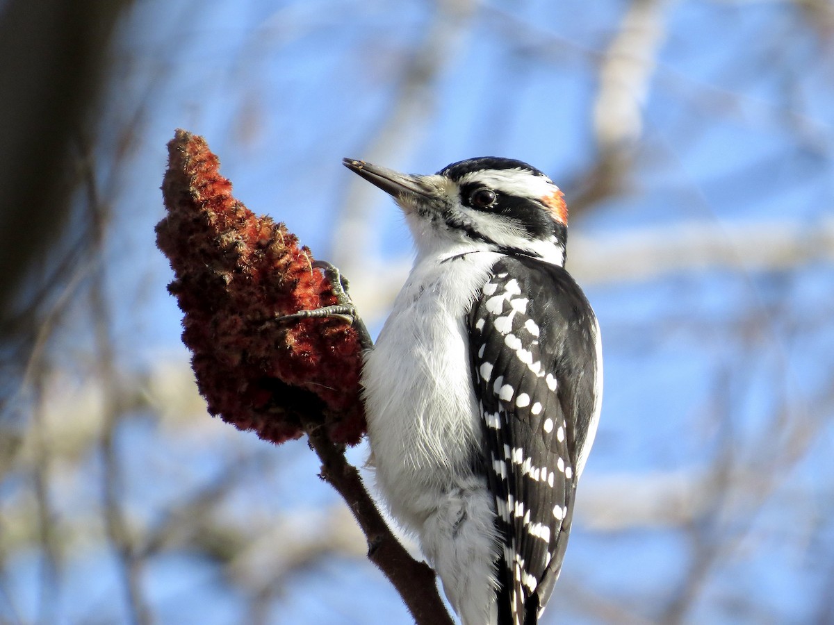eBird Checklist - 11 Nov 2025 - Taylor Bait Farm - 25 species