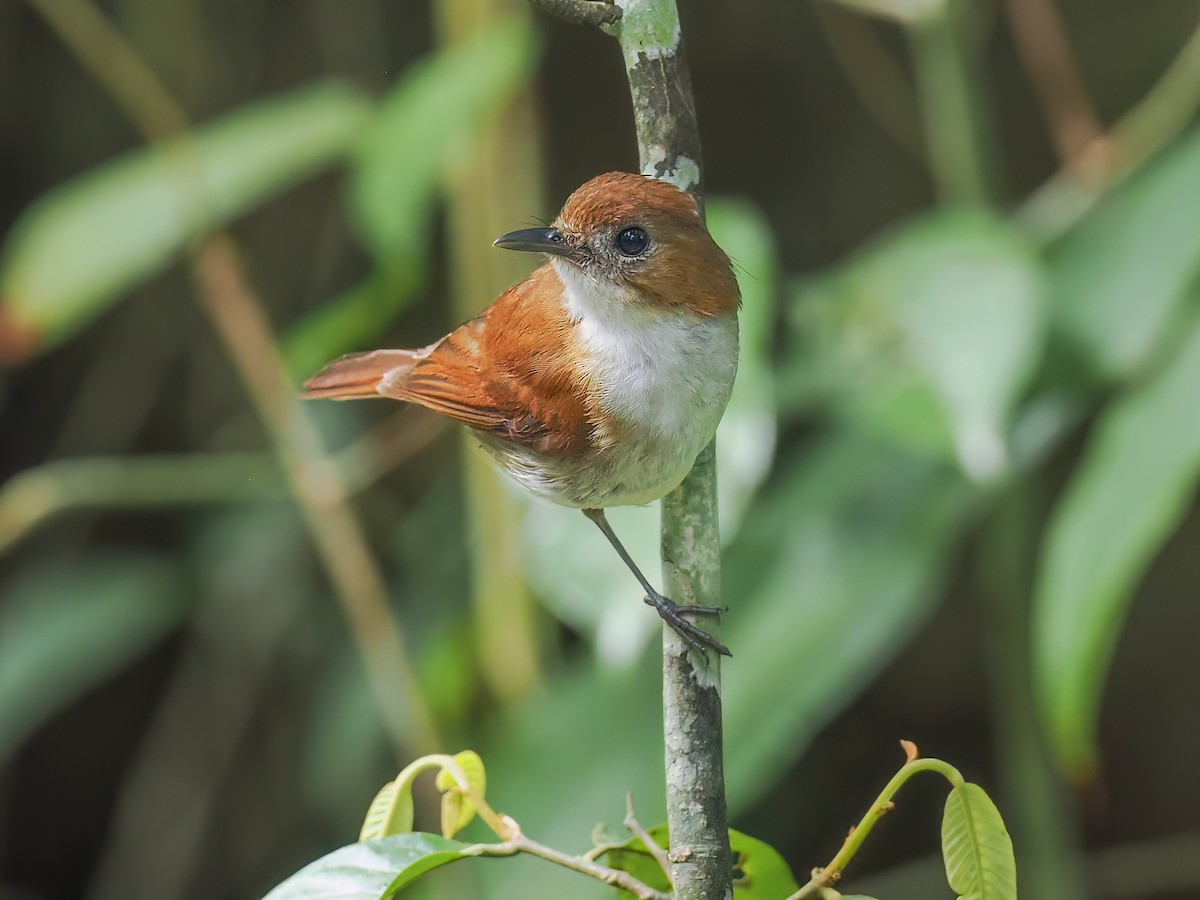 Sumba Flycatcher - Ficedula harterti - Birds of the World