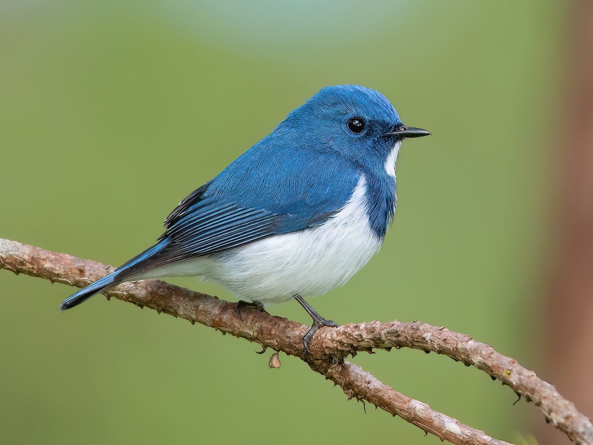 Ultramarine Flycatcher - Ficedula superciliaris - Birds of the World