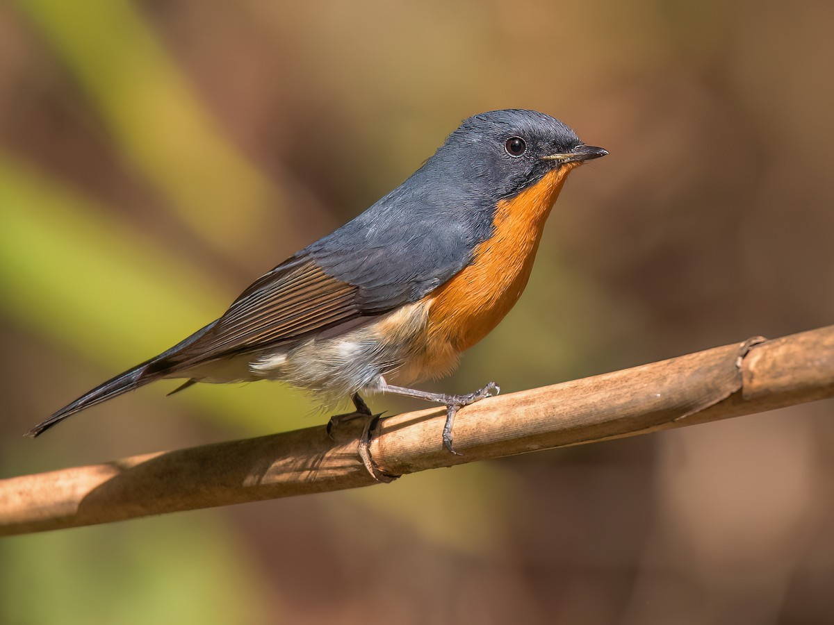 Slaty-backed Flycatcher - Ficedula erithacus - Birds of the World