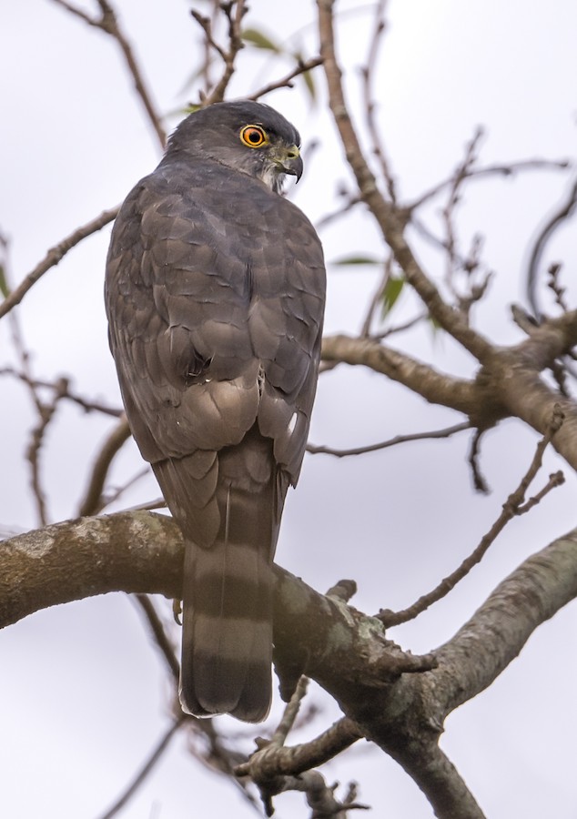 Toppet Duehøg/Besra - eBird