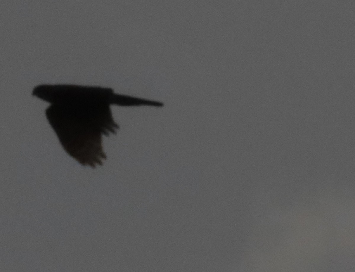 Taiwan Bird Atlas Checklist - 12 Nov 2025 - 台北--北投忠義小徑(Taipei--Beitou ...