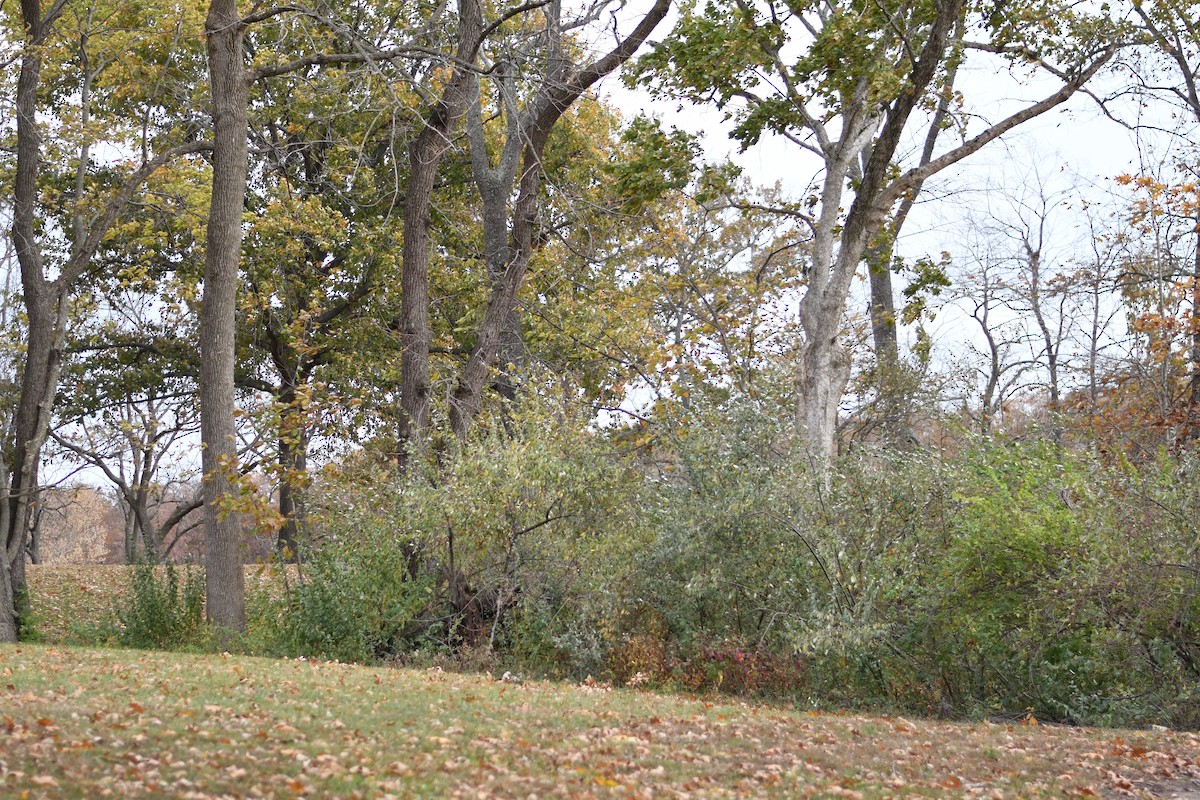 ML645090926 - Habitat: Wooded Area near Lake Sara Beach Park - Macaulay ...