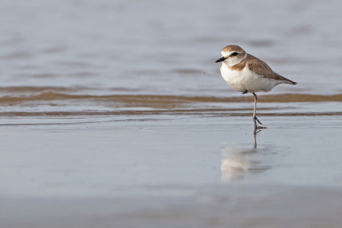 ML645097818 - Kentish Plover - Macaulay Library