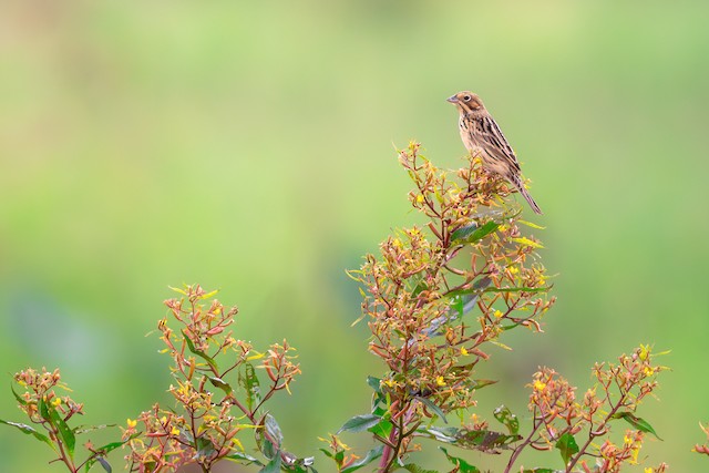 【Major Upgrade】2025-26 Winter Bunting Count - eBird Hong Kong