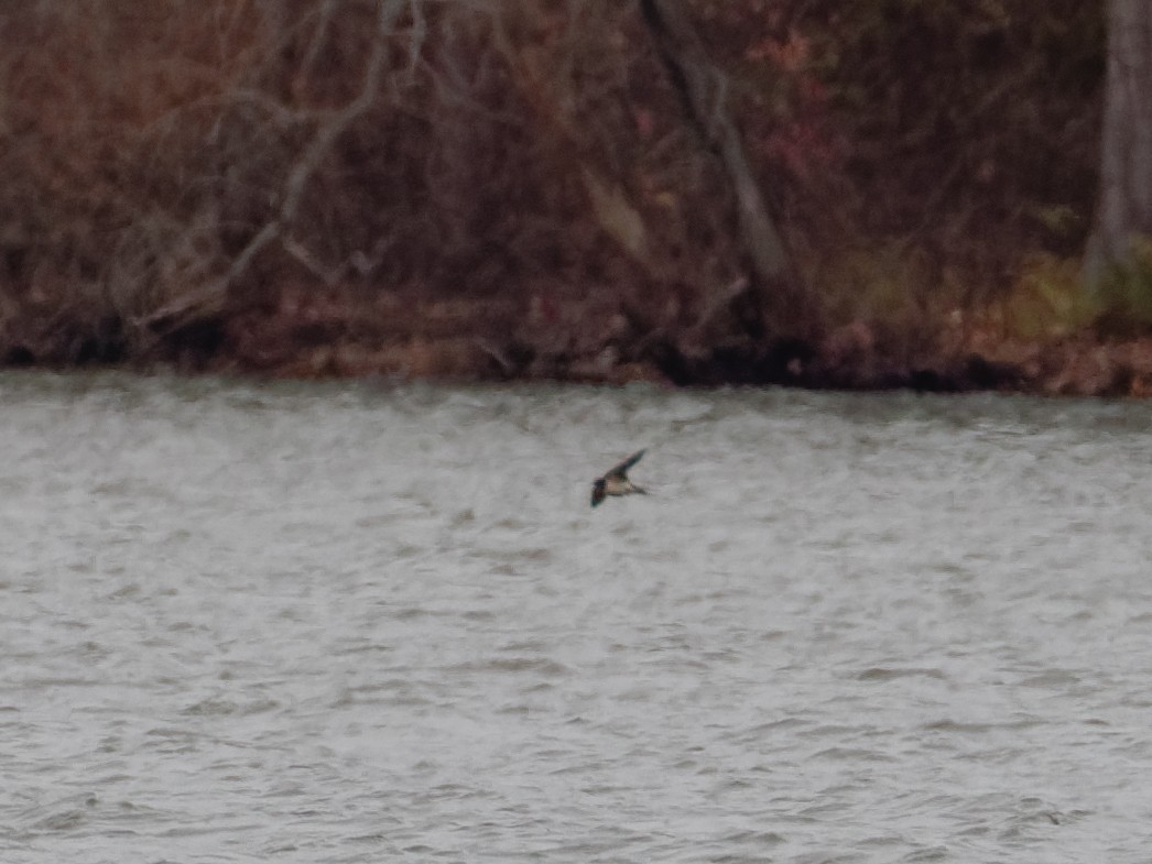 eBird Checklist - 12 Nov 2025 - Marsh Creek SP - 18 species