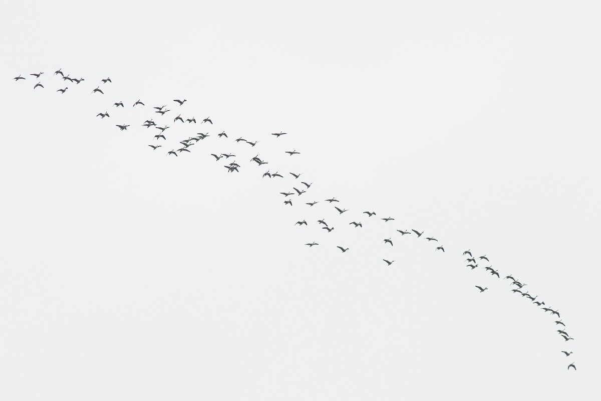 eBird Checklist - 12 Nov 2025 - Ashland Nature Center and Hawk Watch ...