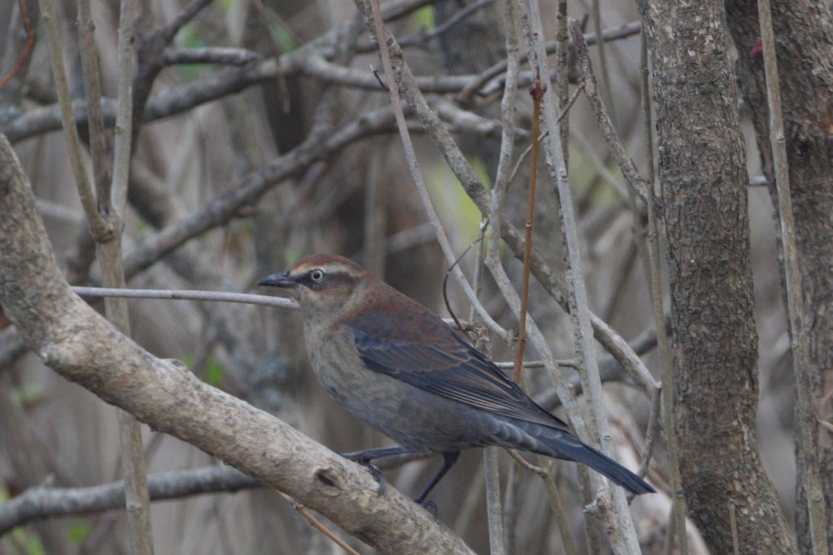 eBird Checklist - 12 Nov 2025 - Wharton Point, Brunswick - 2 species