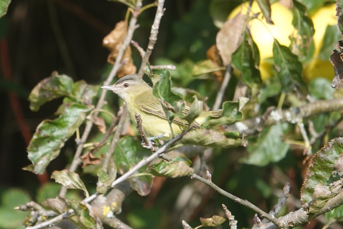 eBird Checklist - 12 Nov 2025 - Arcata Bottoms--Parton Ln. - 44 species
