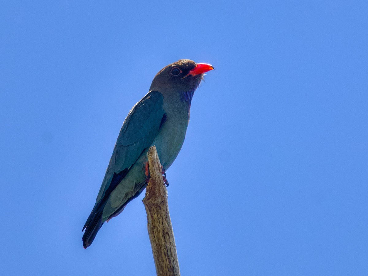 eBird Checklist - 12 Nov 2025 - Back Creek Road, Karara, Queensland, AU ...