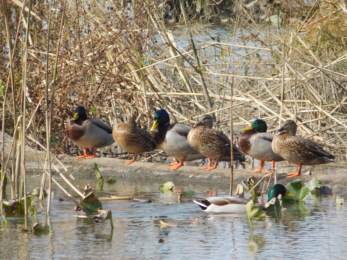 eBird Checklist - 19 Oct 2025 - John Heinz NWR--impoundment ...