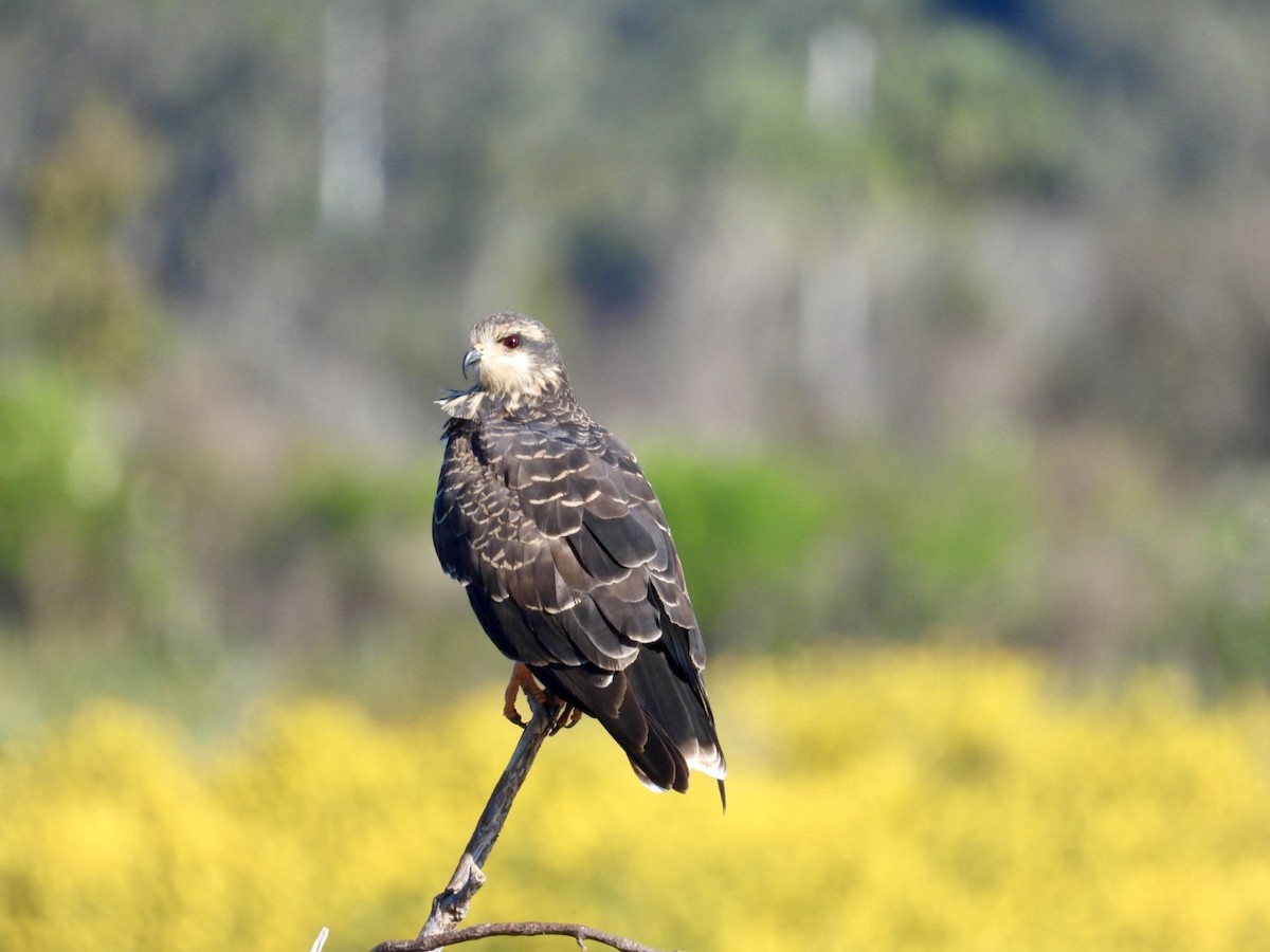 ML645180576 - Snail Kite - Macaulay Library
