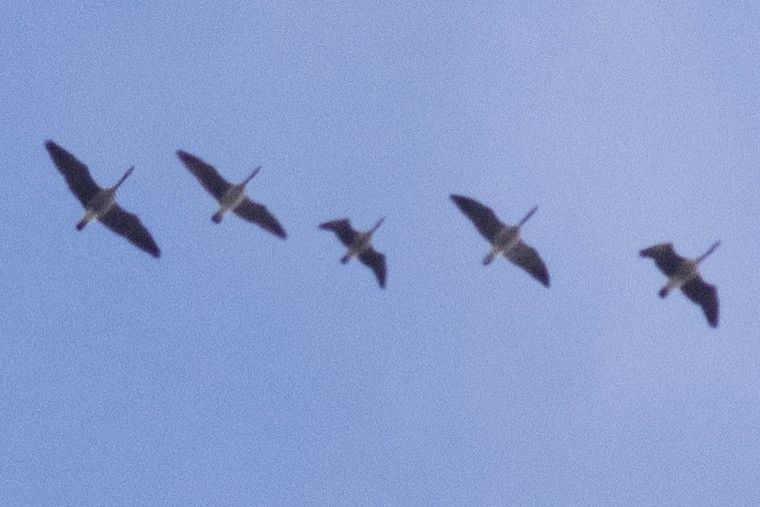 eBird Checklist - 13 Nov 2025 - Ashland Nature Center and Hawk Watch ...