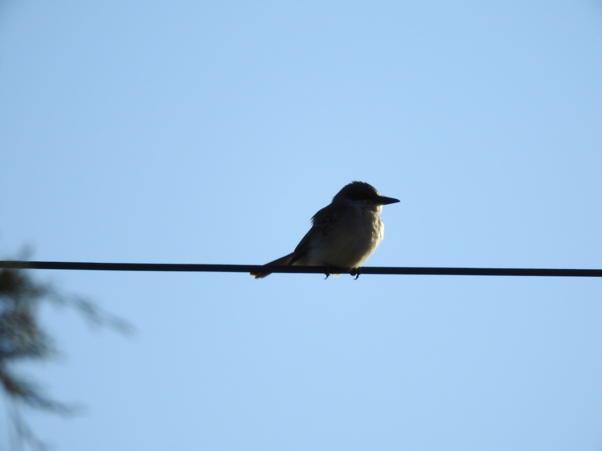 eBird Checklist - 13 Nov 2025 - stakeout Gray Kingbird, Liberty Ln./Mt. Eden Rd., Kirkwood (2025 ...