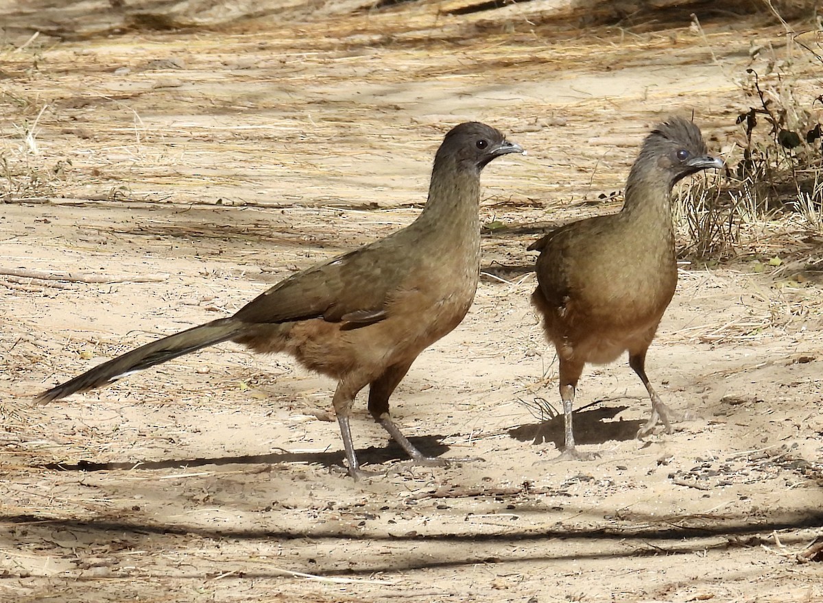eBird Checklist - 13 Nov 2025 - Santa Margarita Ranch (LTC 079 ...