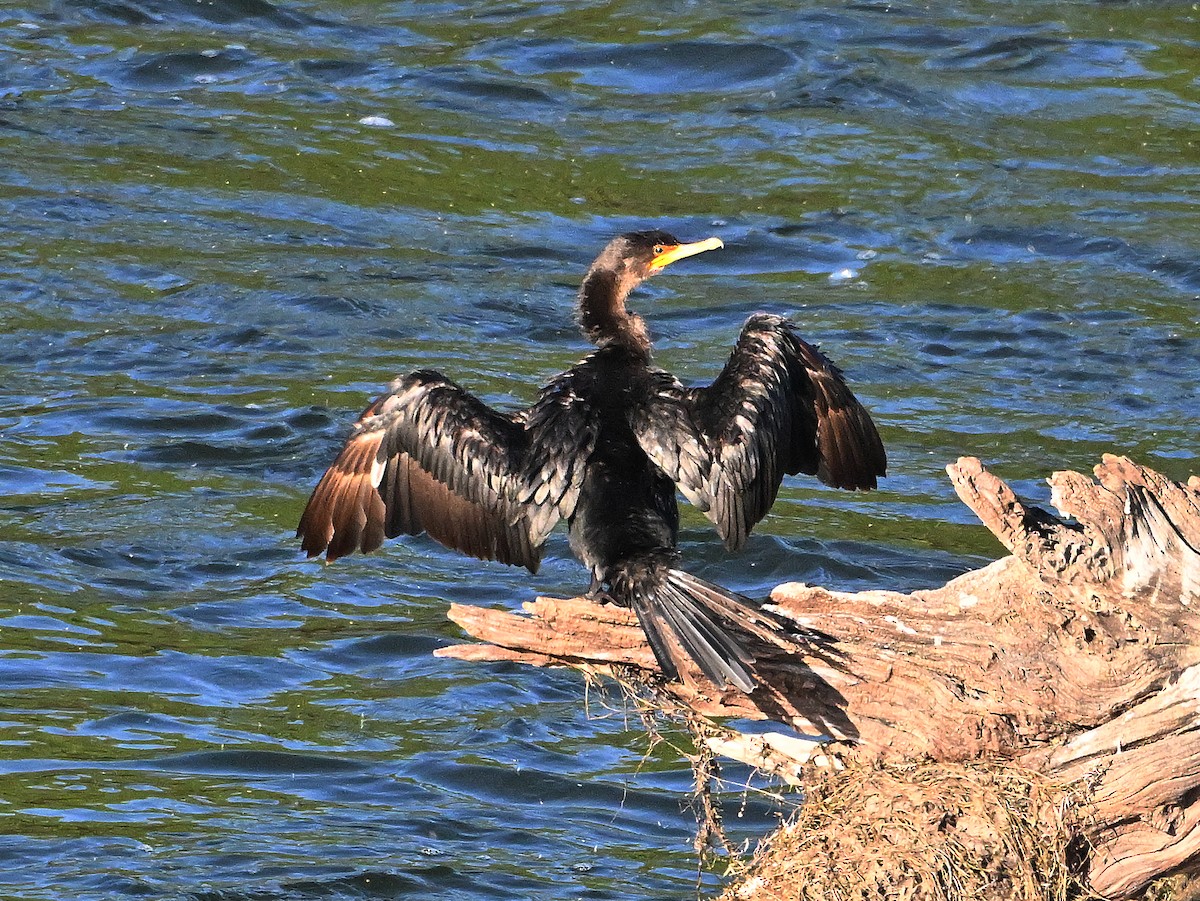 eBird Checklist - 13 Nov 2025 - Santa Margarita Ranch (LTC 079 ...
