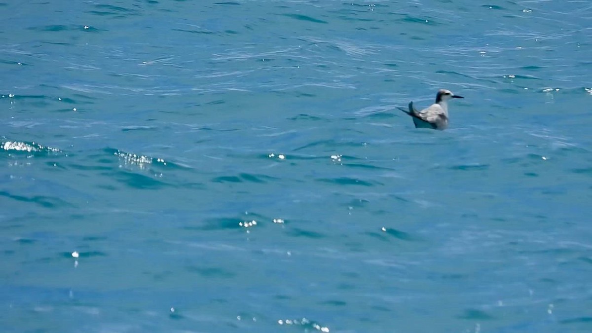eBird Checklist - 14 Nov 2025 - Timor Sea, Northern Territory, AU (-11. ...