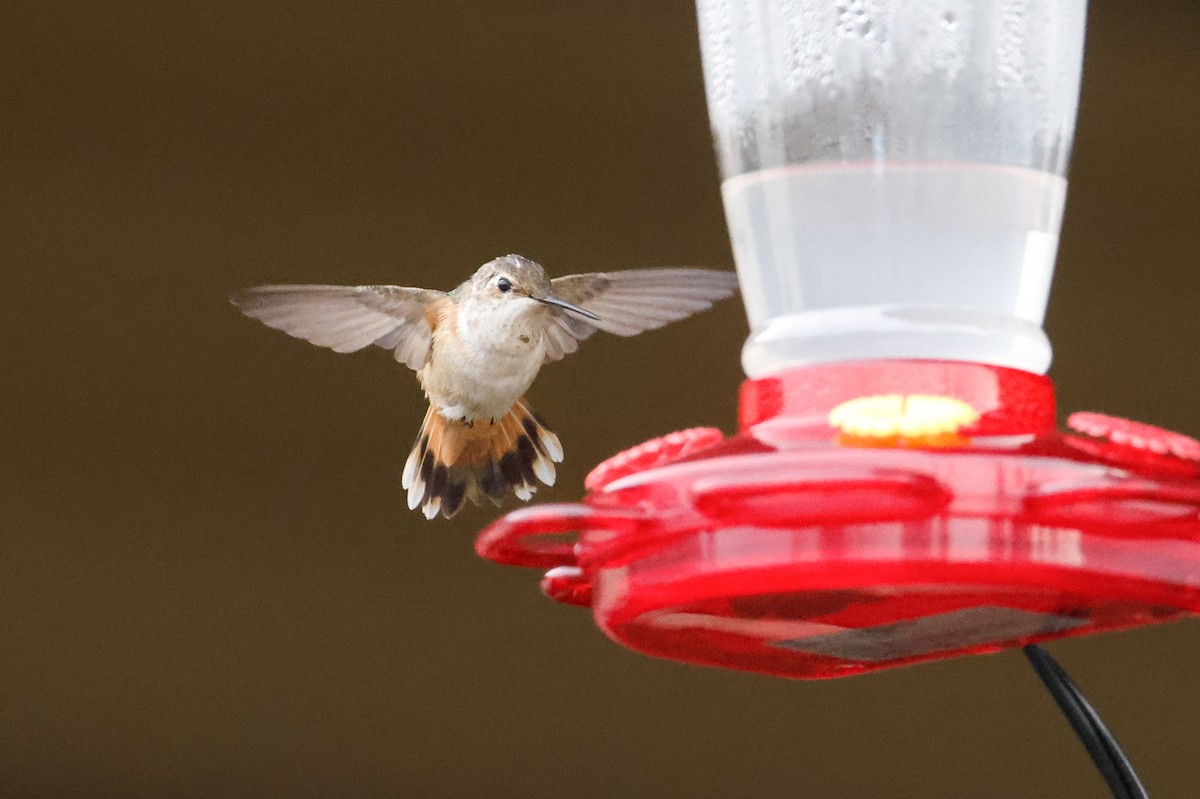 eBird Checklist - 14 Nov 2025 - Hannibal Dam/Howard Jeffers Park - 1 ...