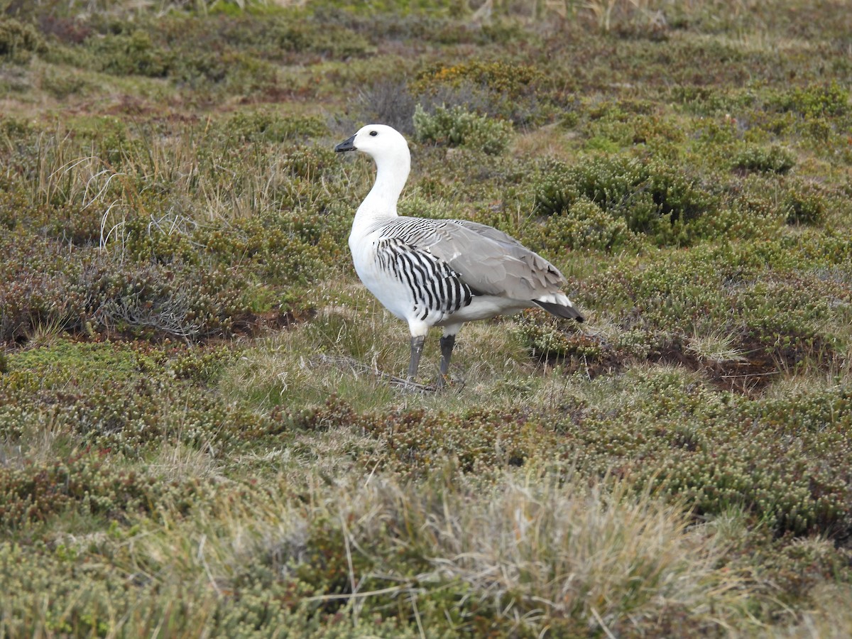 eBird Checklist - 13 Nov 2025 - Gypsy Cove - 16 species