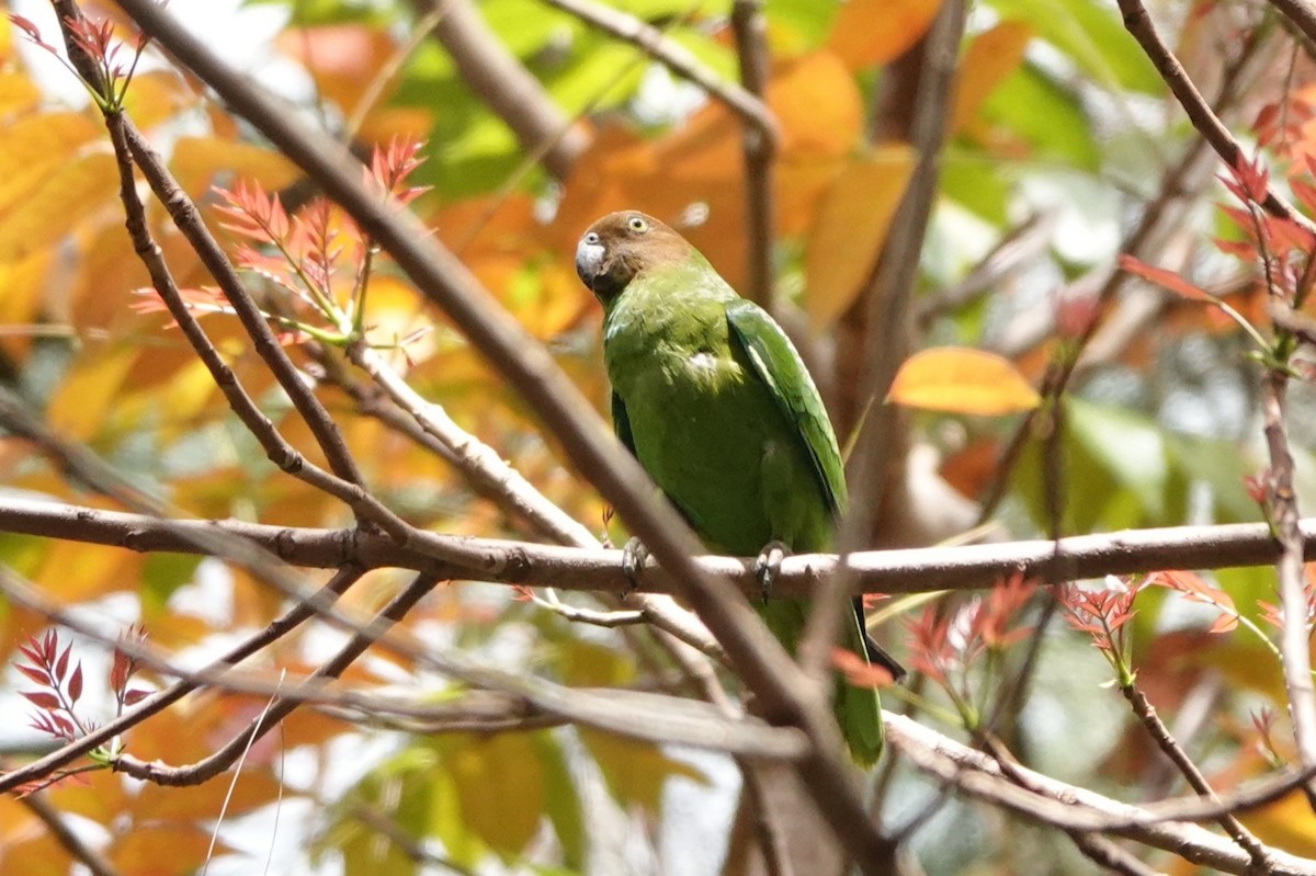 ML645219343 - Red-cheeked Parrot - Macaulay Library