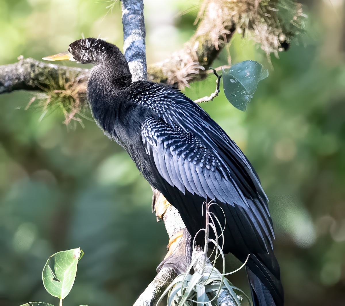 eBird Checklist - 14 Nov 2025 - Audubon Corkscrew Swamp Sanctuary - 30 ...