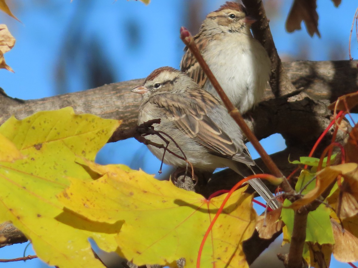 eBird Checklist - 14 Nov 2025 - Matthewstown Harmans Park - 25 species
