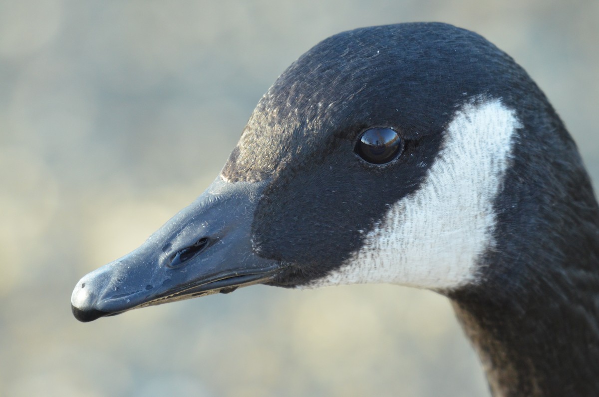 eBird Checklist - 14 Nov 2025 - Stringham Park - 15 species