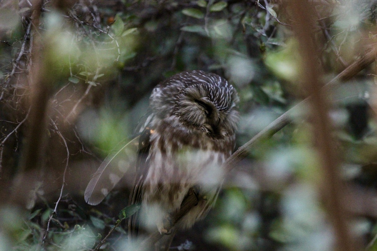 eBird Checklist - 14 Nov 2025 - Riparian Preserve at Gilbert Water ...