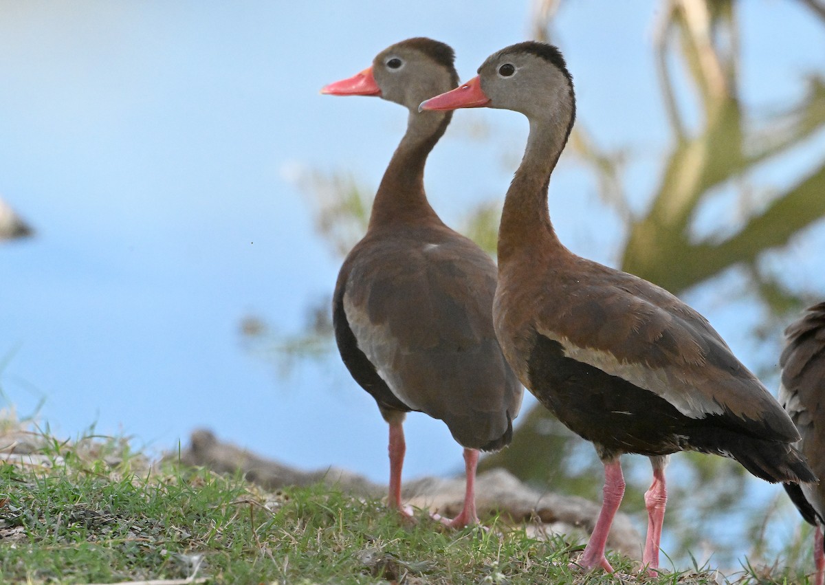 eBird Checklist - 14 Nov 2025 - Edinburg Scenic Wetlands WBC (LTC 061 ...